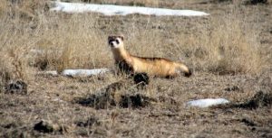 Black Footed Ferret Facts For Kids | Top 10 Interesting Facts about ...