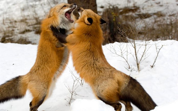 Fox