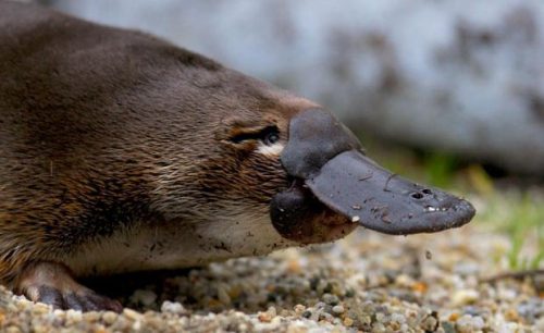 Duck billed Platypus Facts | Top 10 Amazing Facts about Platypus