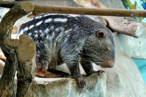 Endangered Animals in the Rainforest | Top 6 Endangered Animals