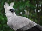Harpy Eagle Facts | Top 10 Facts about American Harpy Eagles