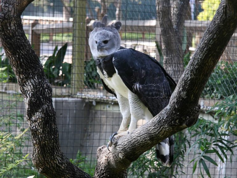 Harpy Eagle Facts | Top 10 Facts about American Harpy Eagles