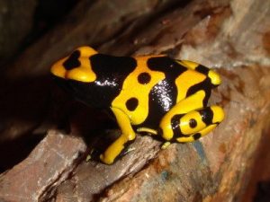 Poison Dart Frog Facts For Kids | Top 10 Facts about Deadly Poison Dart ...