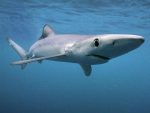 Blue Shark Facts | Top 15 Interesting Facts about Blue Sharks