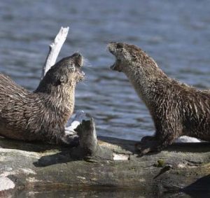 River Otter Facts | Top 20 Interesting Facts about North American River ...