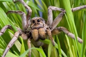 Wolf Spider Facts | Top 20 Facts about Wolf Spiders