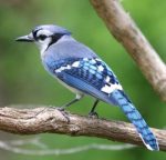 Blue Jay Facts | Blue Jay Behavior, Migration, Diet & Habitat