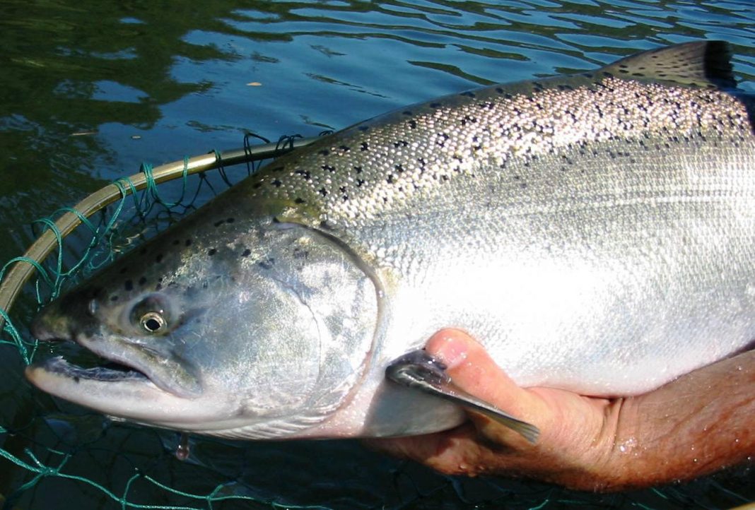 Fish Facts For Kids | Interesting Facts about Fish For Kids - Animals Time