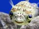 Balloon Fish Facts For Kids | Facts About Balloon Fish