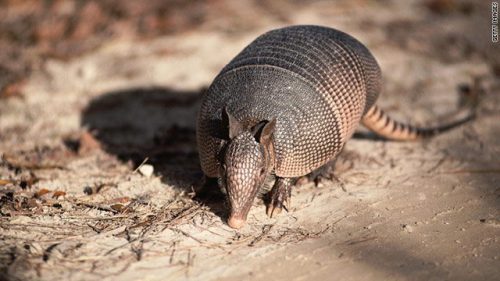 Nine Banded Armadillo Facts | Anatomy, Diet, Habitat, Behavior - Animals Time