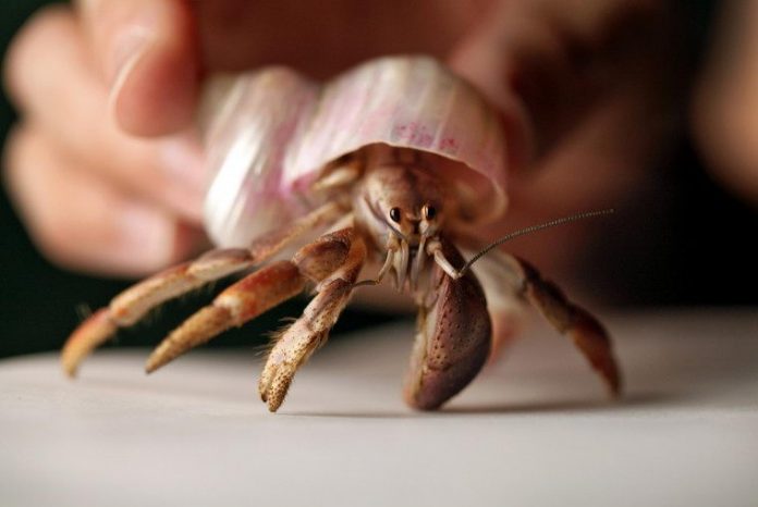 Hermit Crab Facts For Kids | Hermit Crab Diet & Habitat