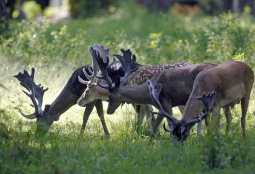 Deer Facts For Kids | Facts about Deer For Kids