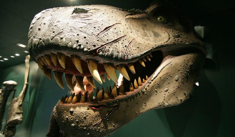 Dinosaur Facts For Kids | Dinosaur Diet & Habitat