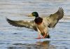 Mallard Duck Facts | The Most Common Duck