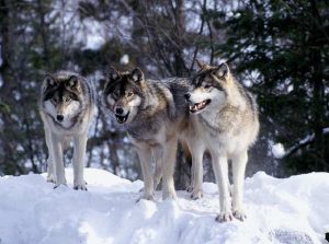 Where Do Wolves Live | Wolf Habitat and Distribution