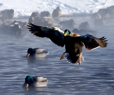 Mallard Duck Facts | The Most Common Duck