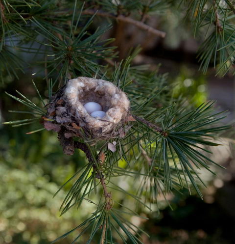 Bee Hummingbird Facts | The Smallest Bird in the World