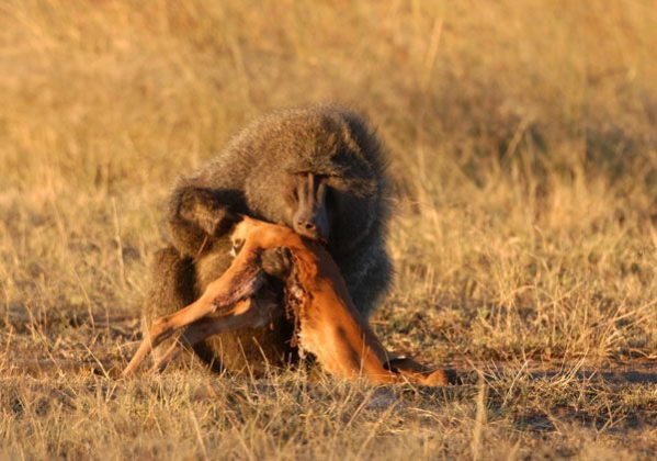 What Do Baboons Eat | Baboons Ecology and Diet