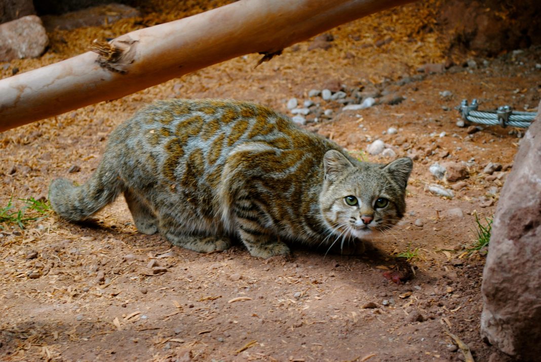 Andean Mountain Cat Facts | Cat’s Habitat, Diet, Distribution