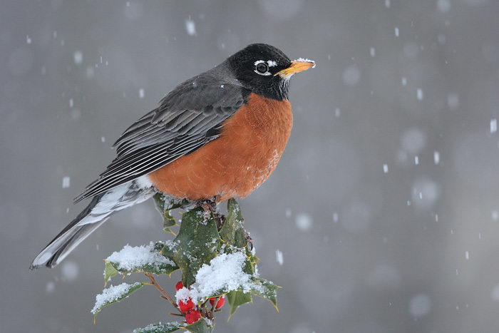 Robin Bird Facts American Robin Diet Behavior Habitat Robin Bird Facts American Robin Diet Behavior Habitat