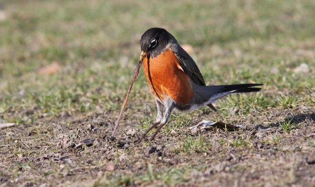 Robin Bird Facts | American Robin Diet, Behavior, Habitat