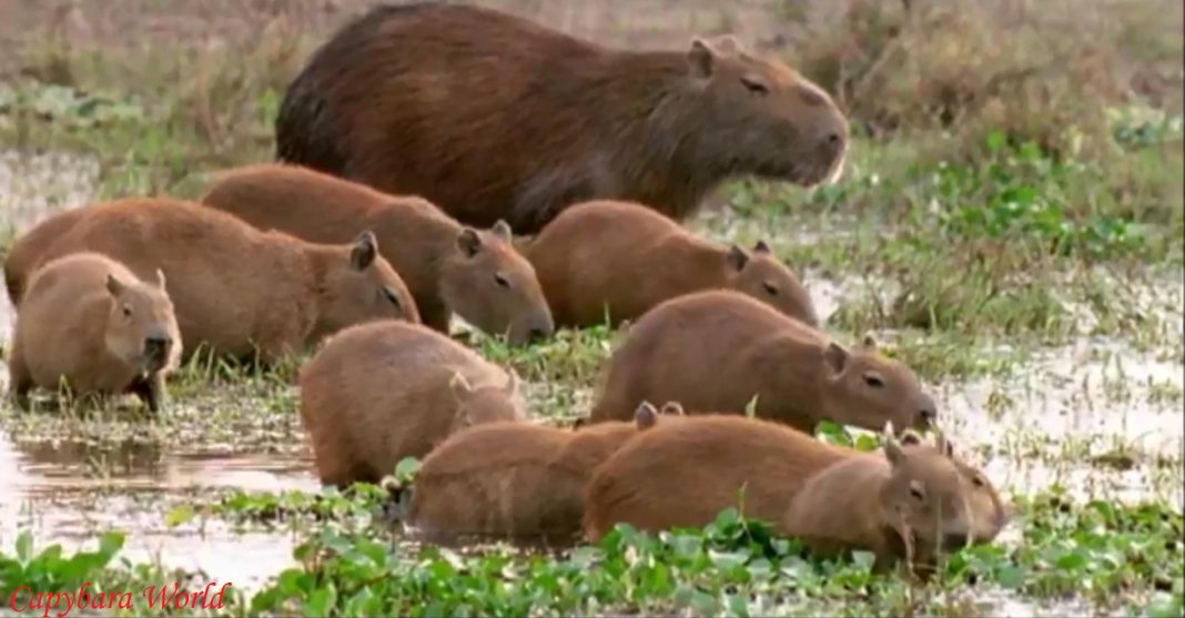 Capybara Facts | Anatomy, Diet, Habitat, Behavior