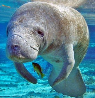 Animals Time - All About Animals for Kids