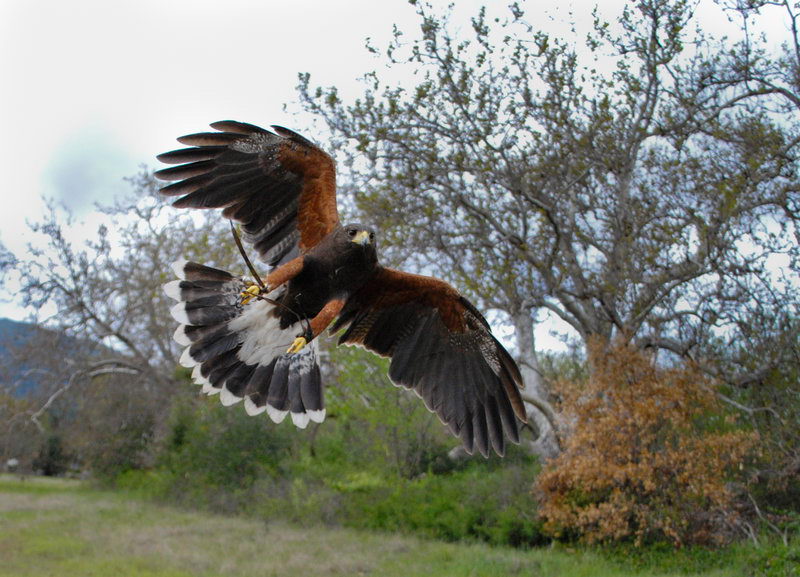 Harris Hawk Facts | Anatomy, Diet, Habitat, Behavior