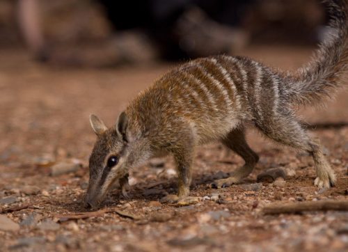 Numbat Archives - Animals Time