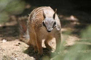 Numbat Facts | Numbat Diet, Habitat, Behavior, Reproduction