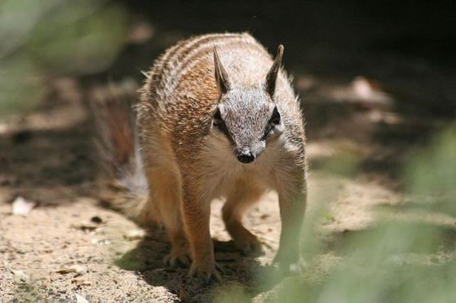 Numbat Facts | Numbat Diet, Habitat, Behavior, Reproduction