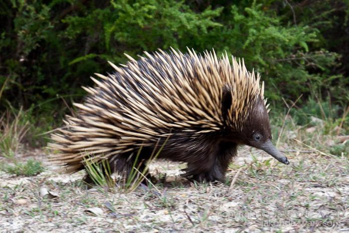 Echidna Facts For Kids | Anatomy, Diet, Habitat, Behavior