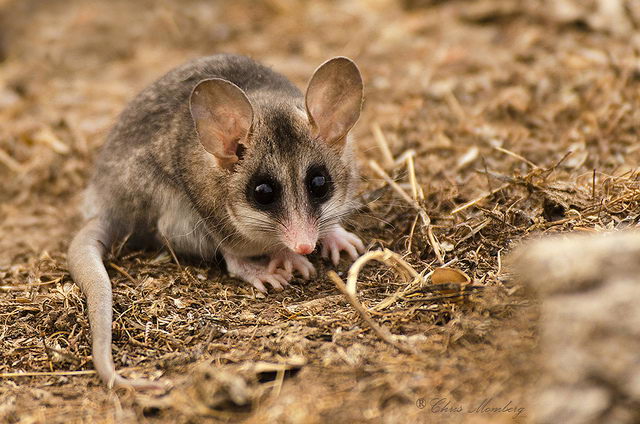 Opossum Facts | Anatomy, Diet, Habitat, Behavior