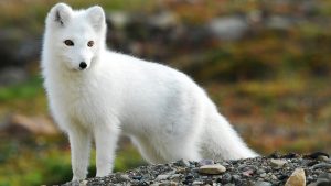 Arctic Fox Facts For Kids | Appearance, Diet, Habitat, Behavior ...