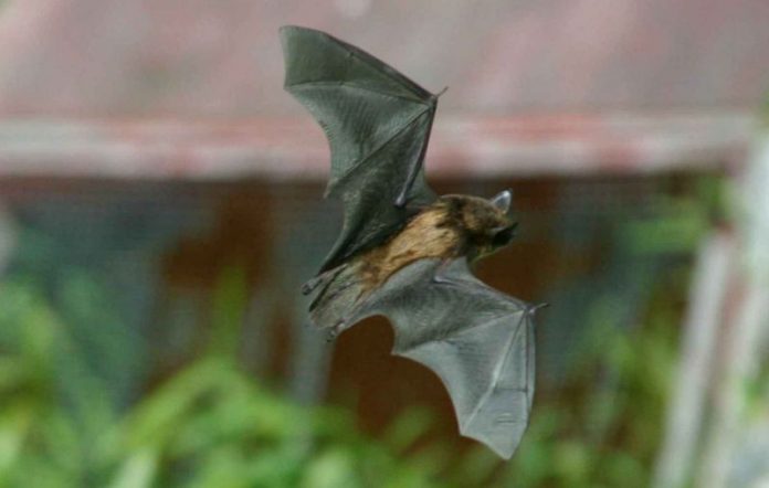 Little Brown Bat Facts | Anatomy, Diet, Habitat, Behavior - Animals Time