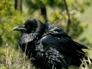 What Do Ravens Eat in the Wild | Ravens Feeding Behavior & Diet ...