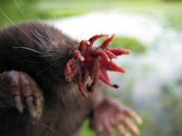 Star-nosed Mole Facts