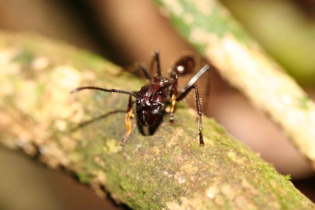 Bullet Ant Facts | Anatomy, Diet, Habitat, Behavior