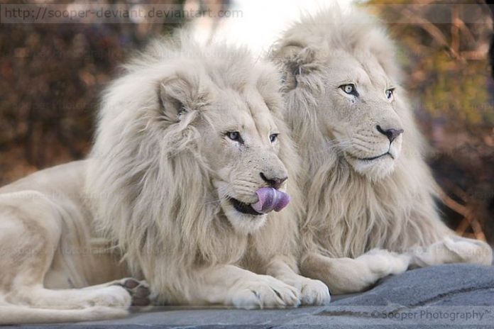 Where Do Lions Live | Lions Habitat