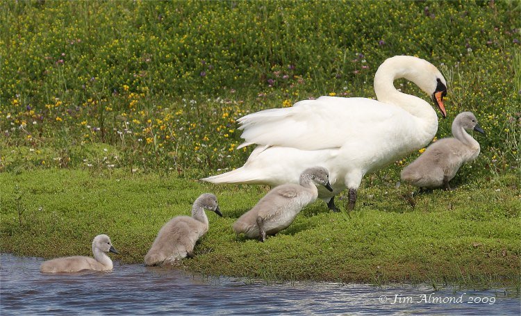 Mute Swan Facts | Anatomy, Diet, Habitat, Behavior