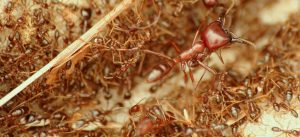 Army Ants Facts | Anatomy, Diet, Habitat, Behavior
