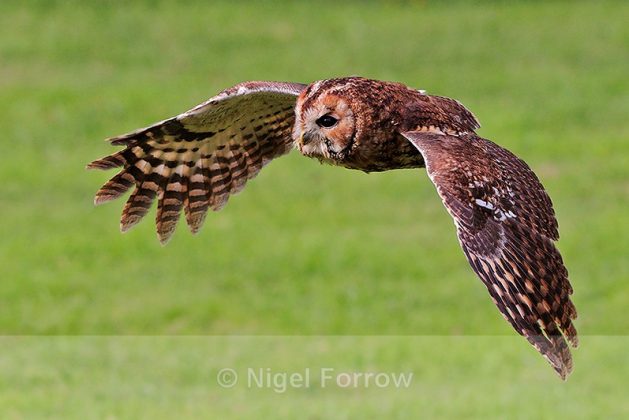 Tawny Owl Facts | Anatomy, Diet, Habitat, Behavior - Animals Time