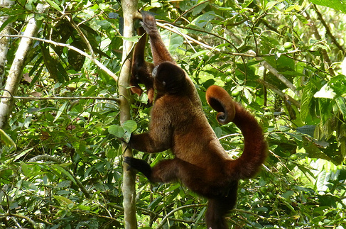 Yellow Tailed Woolly Monkey