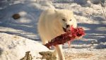 What Do Arctic Wolves Eat | Arctic Wolf’s Feeding & Diet - Animals Time