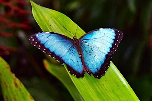 Blue Morpho Butterfly Facts | Diet, Habitat, Behavior, Lifecycle ...