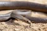 Eastern Brown Snake Facts | Anatomy, Diet, Habitat, Venom - Animals Time