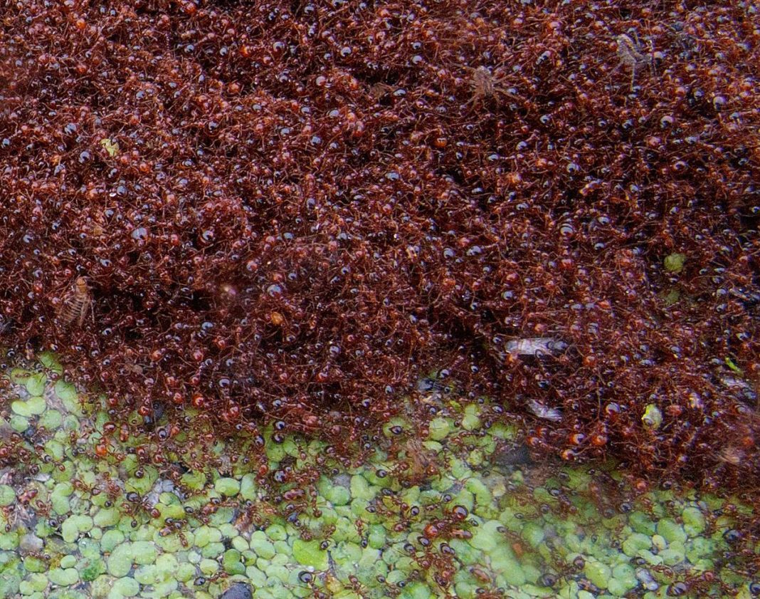 Fire Ants Facts | Appearance, Behavior, Diet, Reproduction - Animals Time