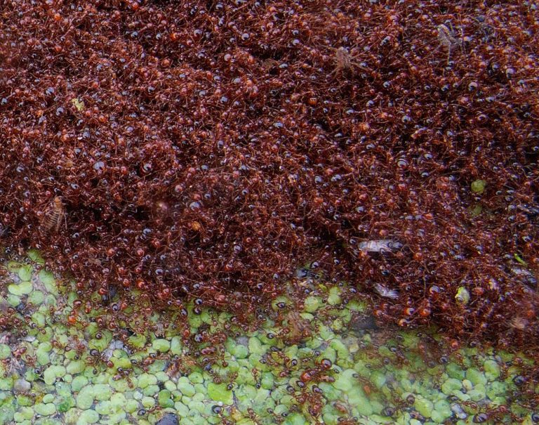 Fire Ants Facts | Appearance, Behavior, Diet, Reproduction - Animals Time