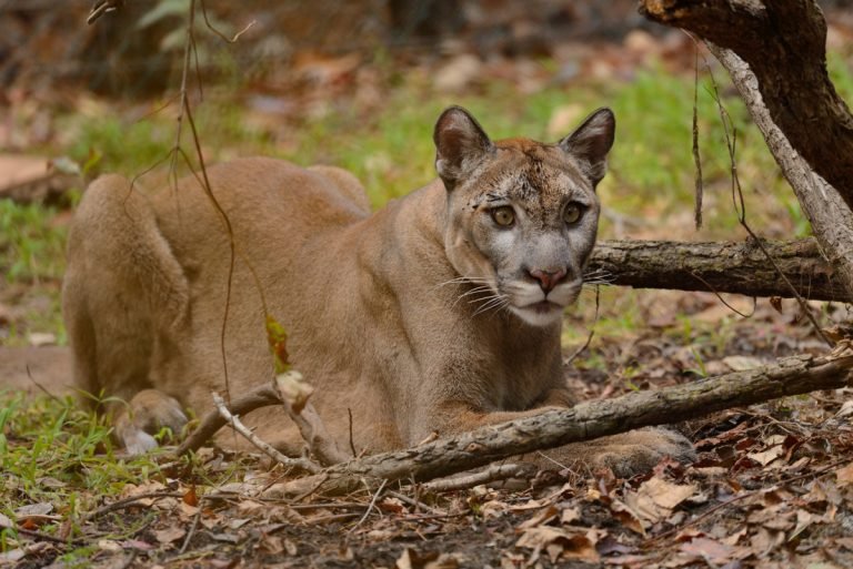 Florida Panther Facts | Anatomy, Diet, Habitat, Behavior - Animals Time