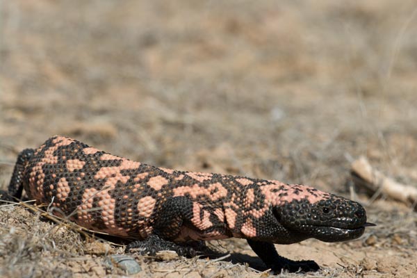 Gila Monster Facts | Anatomy, Diet, Habitat, Reproduction - Animals Time